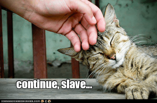 continue, slave... - Lolcats - lol | cat memes | funny cats | funny cat ...