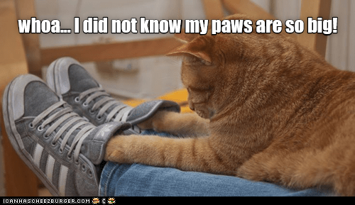 I never noticed before - Lolcats - lol | cat memes | funny cats | funny ...