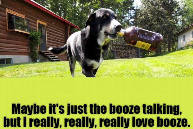 Aw, you sentimental old softie... - I Has A Hotdog - Dog Pictures ...