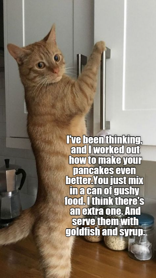 Tasty and nutricious - Lolcats - lol | cat memes | funny cats | funny ...