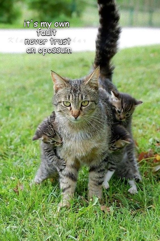 Lesson learned - Lolcats - lol | cat memes | funny cats | funny cat ...