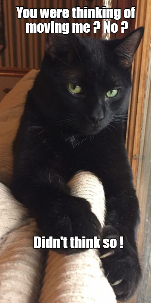 Think again. - Lolcats - lol | cat memes | funny cats | funny cat ...