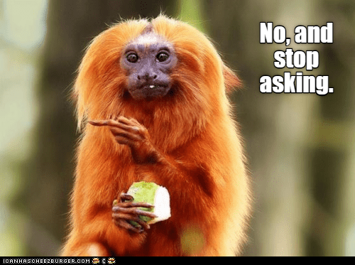 No, and stop asking - Animal Comedy - Animal Comedy, funny animals ...
