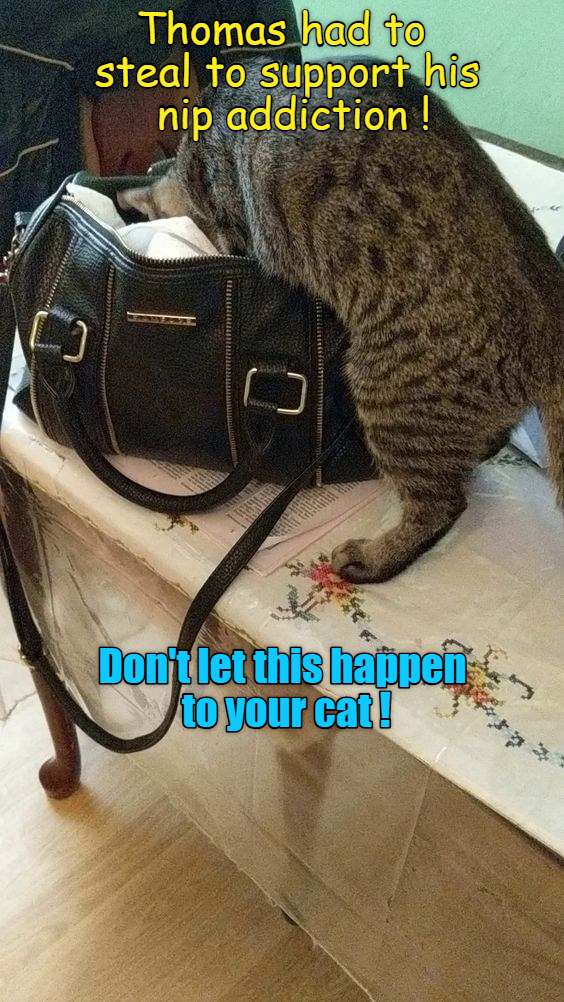 You may find an empty purse ! - Lolcats - lol | cat memes | funny cats ...