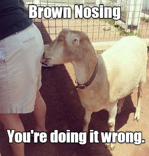 Brown nosing - Animal Comedy - Animal Comedy, funny animals, animal gifs