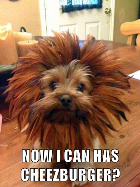 NOW I CAN HAS CHEEZBURGER? - I Has A Hotdog - Dog Pictures - Funny ...