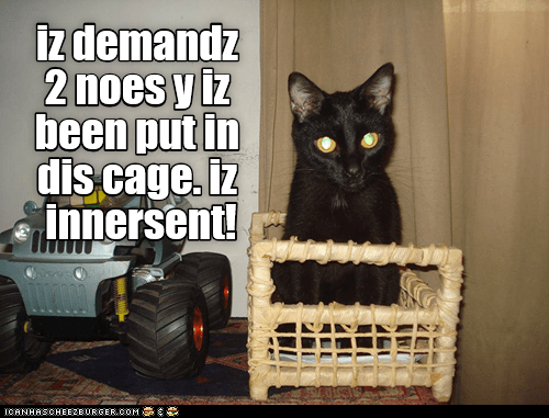 As innocent as a cat can be - Lolcats - lol | cat memes | funny cats ...