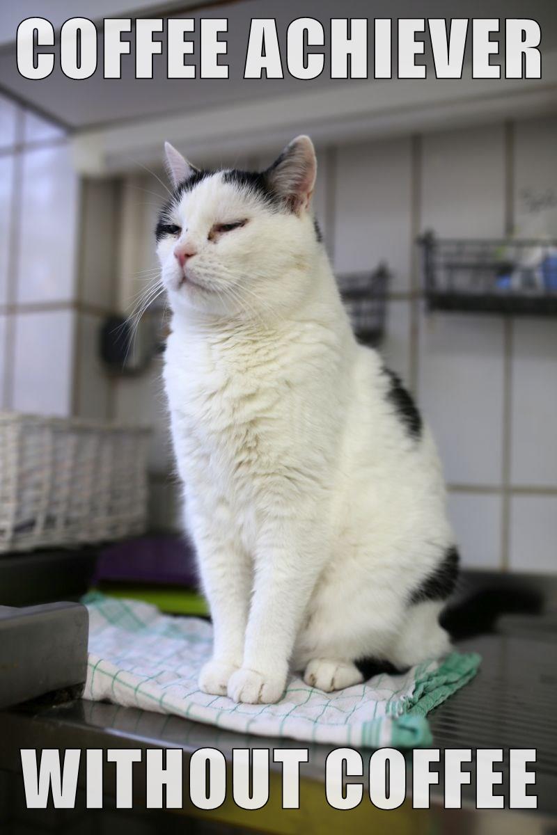 COFFEE ACHIEVER WITHOUT COFFEE - Lolcats - lol | cat memes | funny cats ...