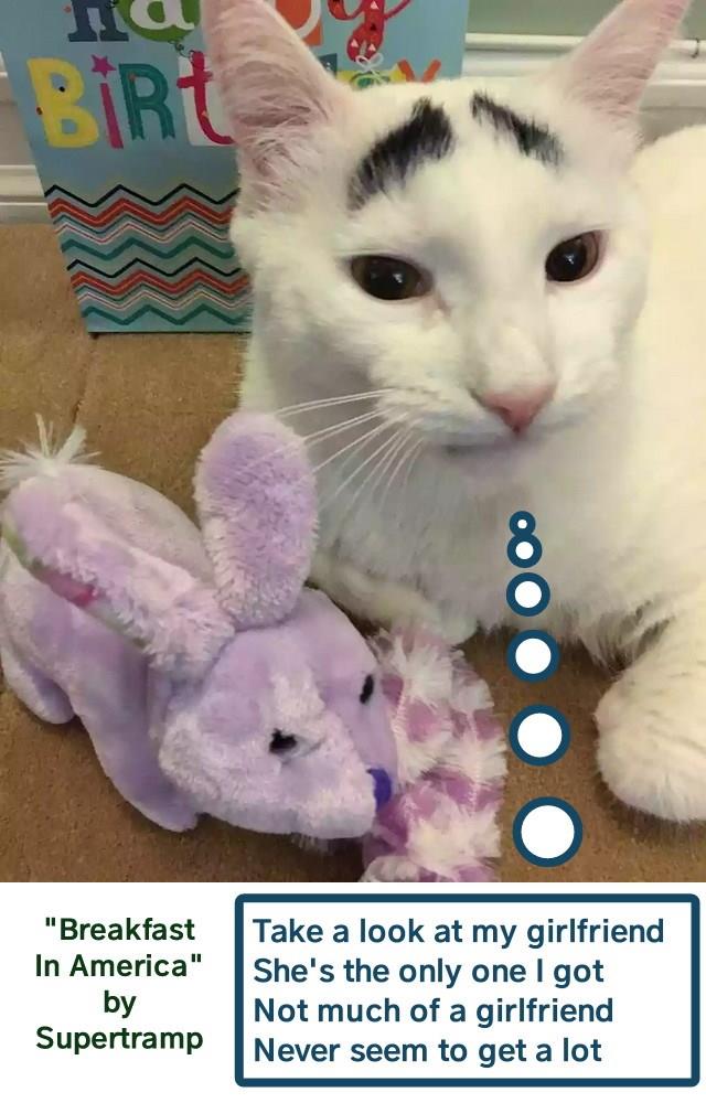 "Breakfast In America" by Supertramp - Lolcats - lol | cat memes ...