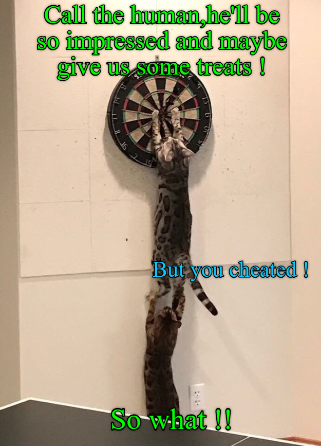 Cheater - Lolcats - lol | cat memes | funny cats | funny cat pictures ...