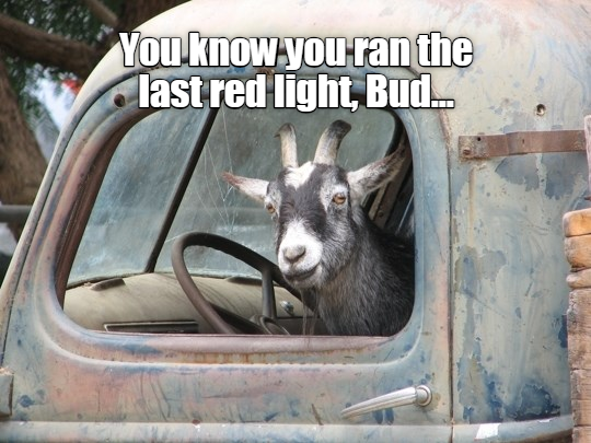 You ran the last red light - Animal Comedy - Animal Comedy, funny ...