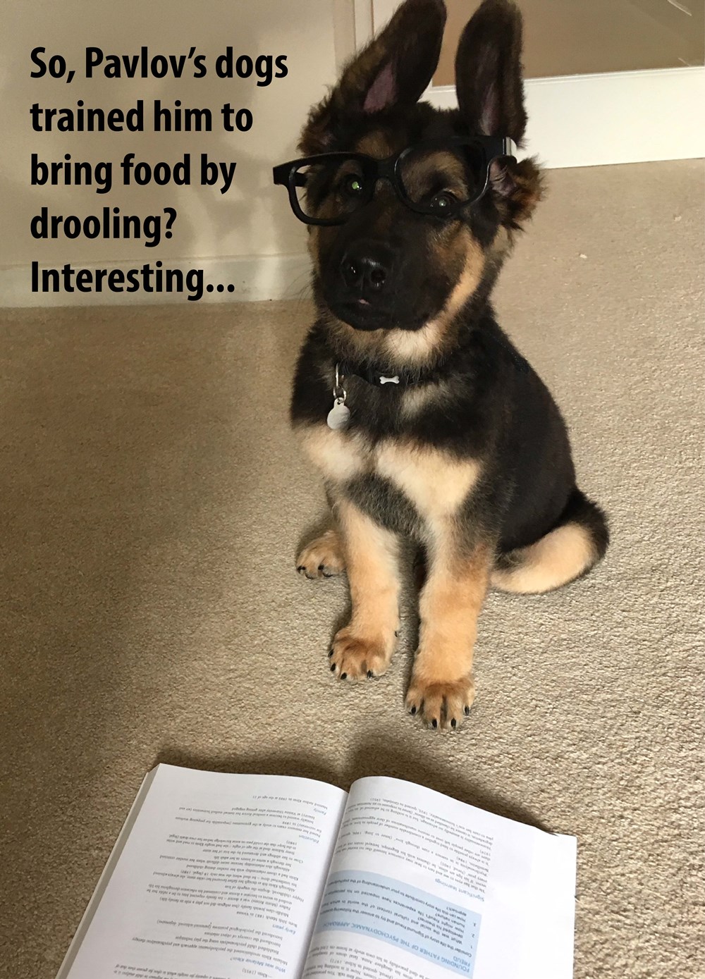 Doggos N' Puppers - Page 2 - Dog pics of rare puppers and pute doggos ...