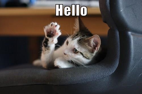 Hello - Cats N' Kittens - Cat Pictures - Cute Kittens