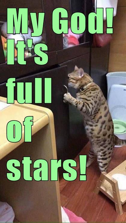 My God! It's full of stars! - Lolcats - lol | cat memes | funny cats ...