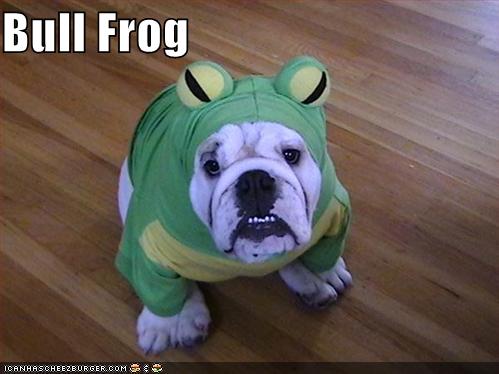 Bull Frog - I Has A Hotdog - Dog Pictures - Funny pictures of dogs ...