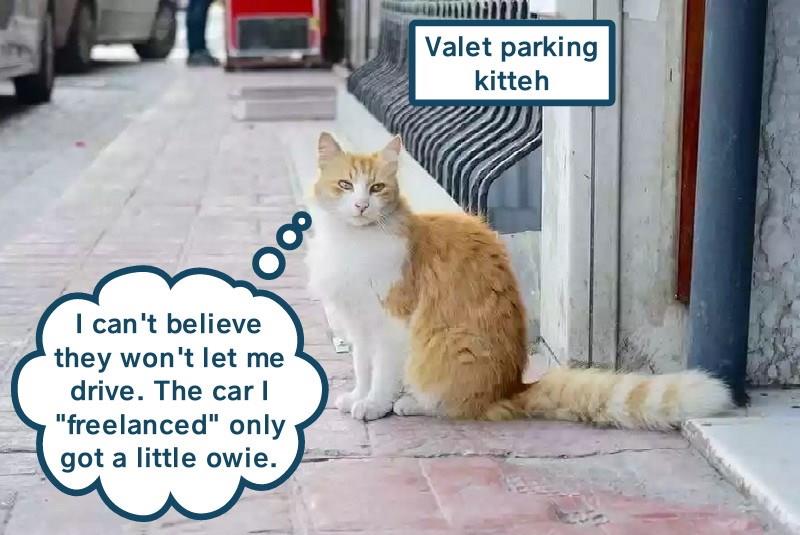 Toonces wannabe? - Lolcats - lol | cat memes | funny cats | funny cat ...