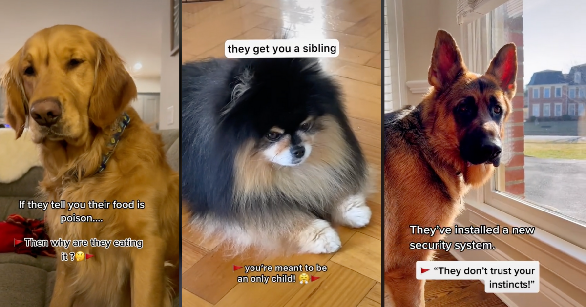 POV: Doggos List All The Reasons They Think Their Hooman Is Toxic ...