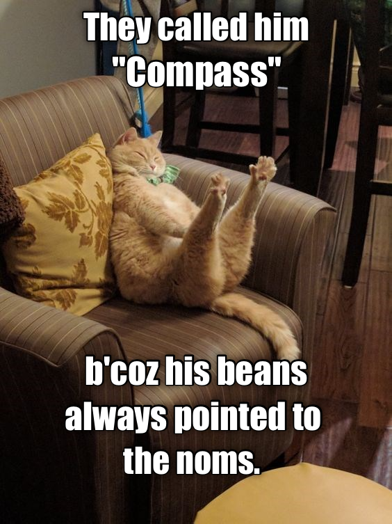 A survival skill! - Lolcats - lol | cat memes | funny cats | funny cat ...