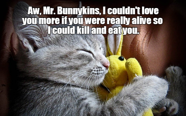 Mr. Bunnykins looks scared... - Lolcats - lol | cat memes | funny cats ...