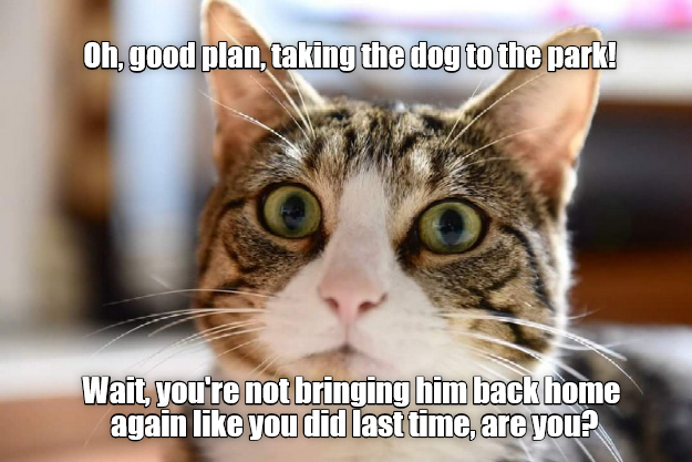 Your plan is flawed, human - Lolcats - lol | cat memes | funny cats ...