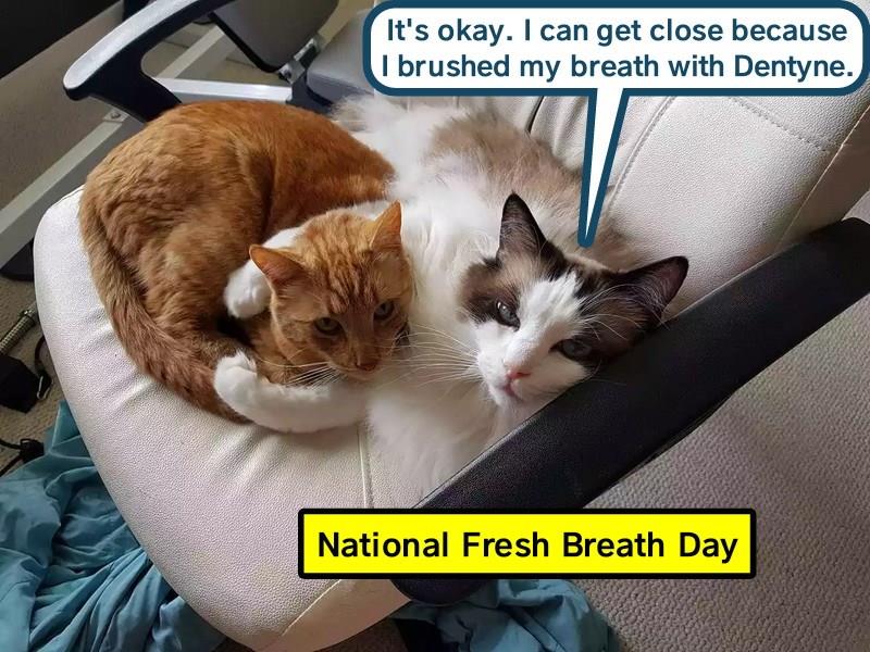 National Fresh Breath Day - Lolcats - lol | cat memes | funny cats ...