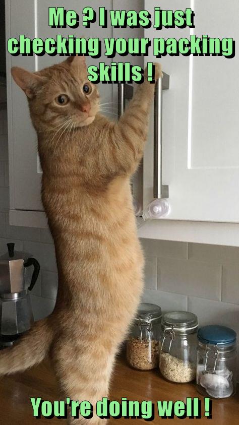 Me ? I was just checking your packing skills ! - Lolcats - lol | cat ...