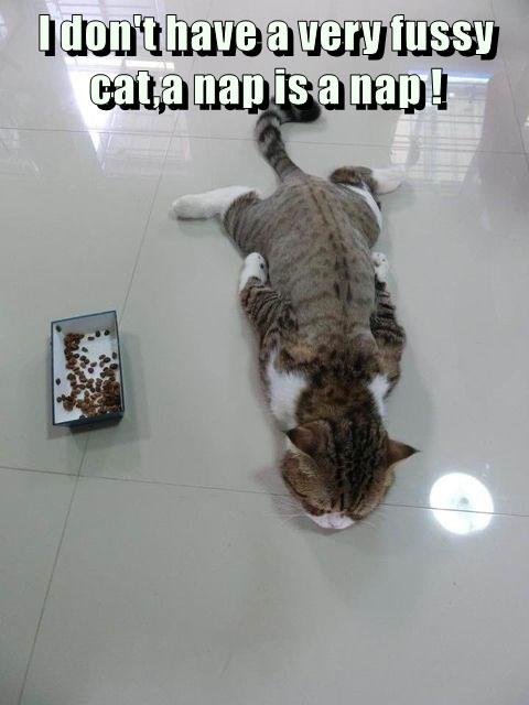I don't have a very fussy cat,a nap is a nap ! - Lolcats - lol | cat ...