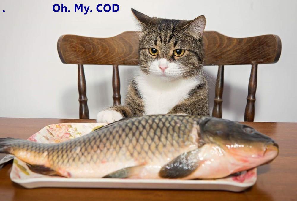 Oh. My. COD - Lolcats - lol | cat memes | funny cats | funny cat ...