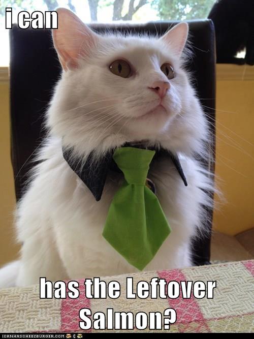 I can has the Leftover Salmon? - Cats N' Kittens - Cat Pictures - Cute ...