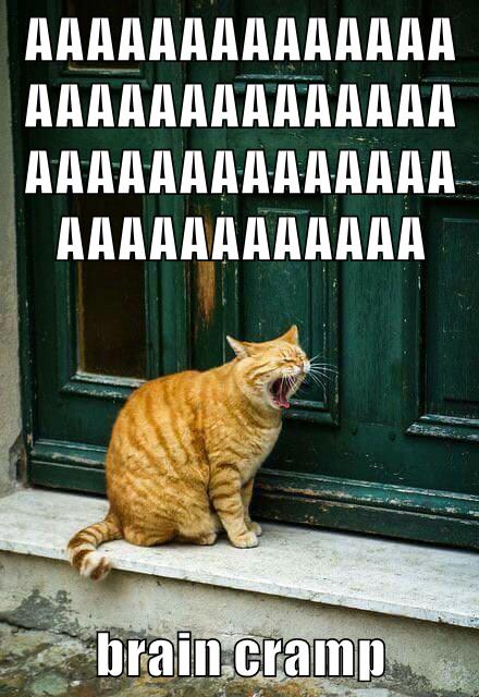 Brain cramp - Lolcats - lol | cat memes | funny cats | funny cat ...