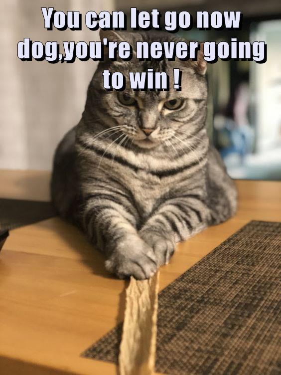 Never going to win ! - Lolcats - lol | cat memes | funny cats | funny ...