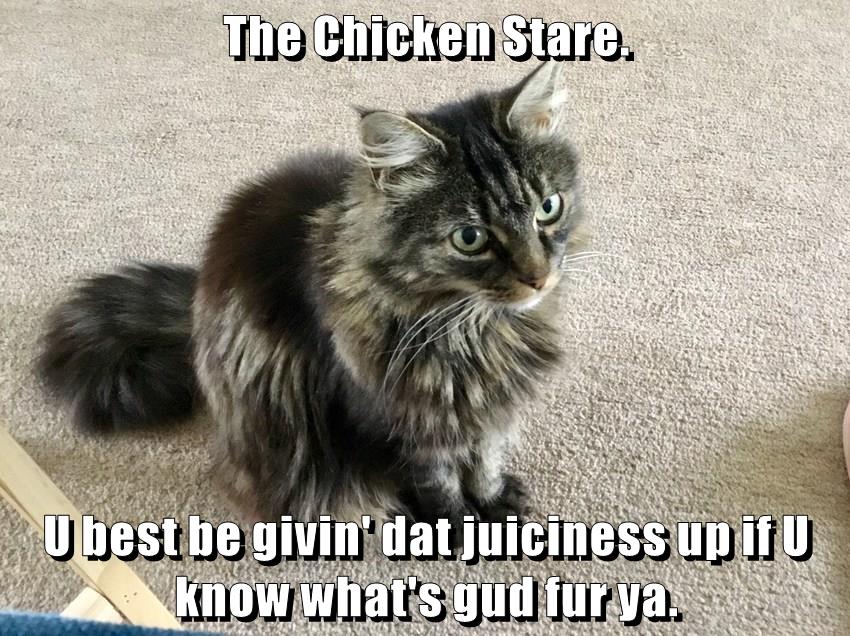 The Chicken Stare. - Lolcats - lol | cat memes | funny cats | funny cat ...