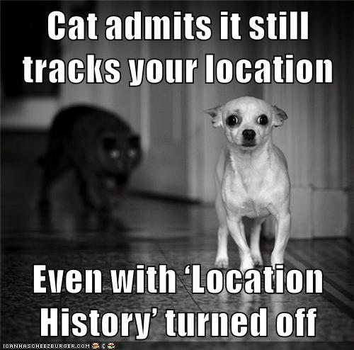 Even with ‘Location History’ turned off - I Has A Hotdog - Dog Pictures ...