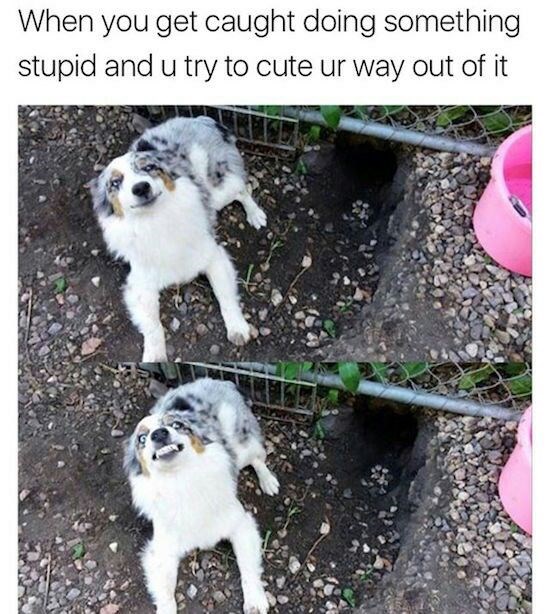 Memebase - australian shepherd - All Your Memes In Our Base - Funny ...