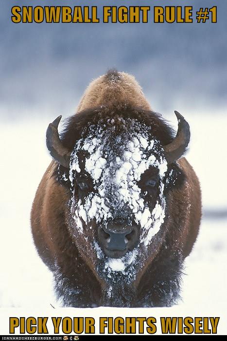 PICK YOUR FIGHTS WISELY - Animal Comedy - Animal Comedy, funny animals ...