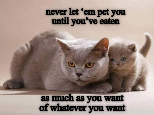 master class teaching moment - Lolcats - lol | cat memes | funny cats ...