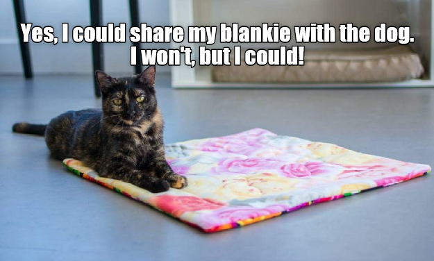 It's big enough - Lolcats - lol | cat memes | funny cats | funny cat ...