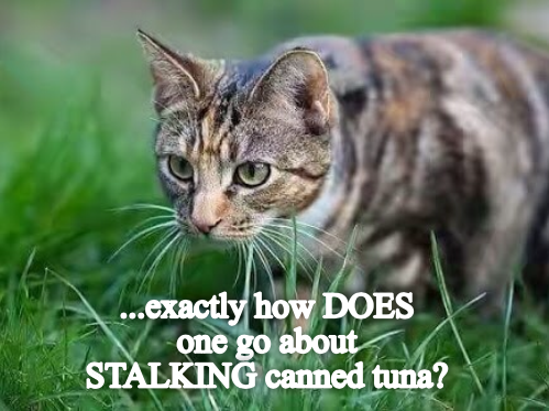 The family hunter wonders... - Lolcats - lol | cat memes | funny cats ...