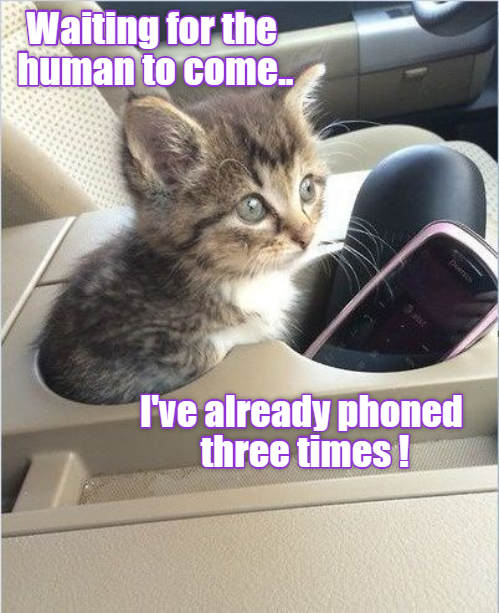 Cell phone..check,glasses..check,kitty..check ! - Lolcats - lol | cat ...