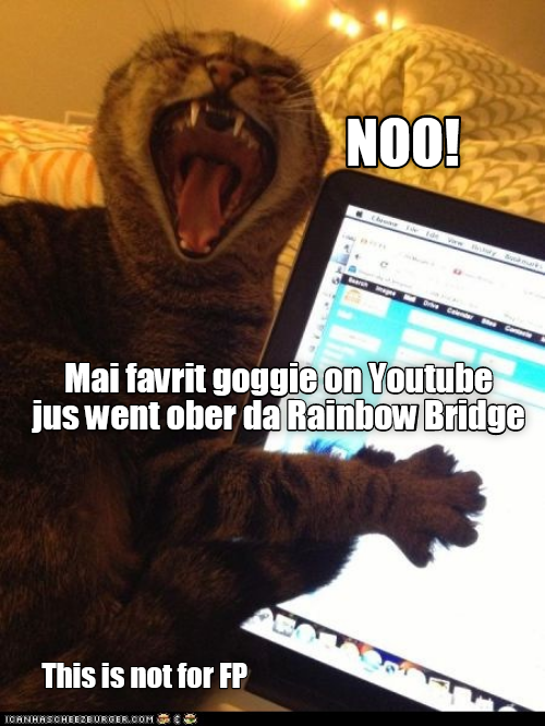 NOOOOOOO - Lolcats - lol | cat memes | funny cats | funny cat pictures ...
