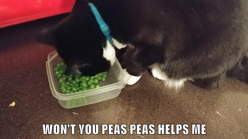 WON'T YOU PEAS PEAS HELPS ME - Lolcats - lol | cat memes | funny cats ...