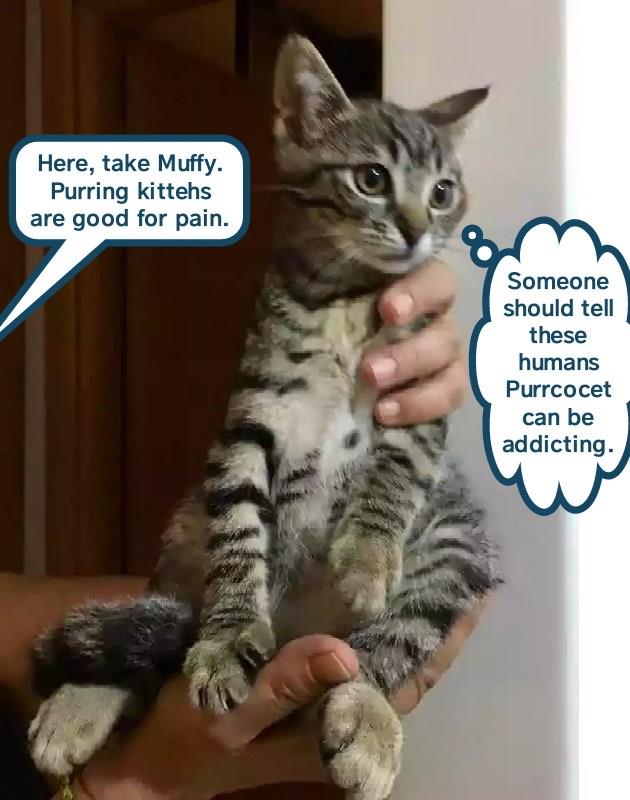 Purrfect pain relief - Lolcats - lol | cat memes | funny cats | funny ...