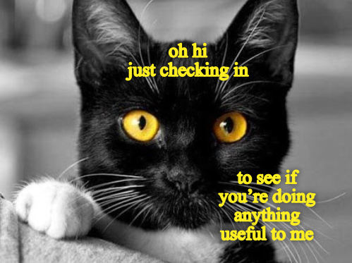 Routine inspection - Lolcats - lol | cat memes | funny cats | funny cat ...