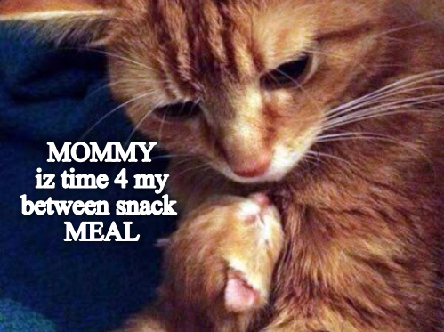 momcat’z alarm clock - Lolcats - lol | cat memes | funny cats | funny ...