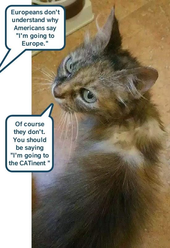 And that's more specific? - Lolcats - lol | cat memes | funny cats ...