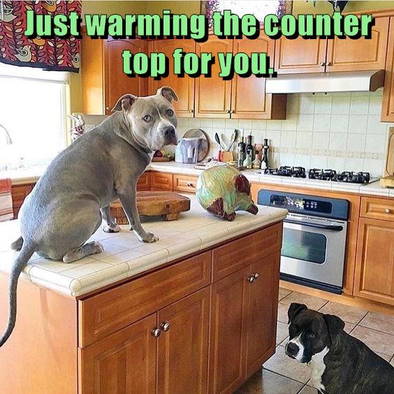 Just warming the counter top for you. - I Has A Hotdog - Dog Pictures ...