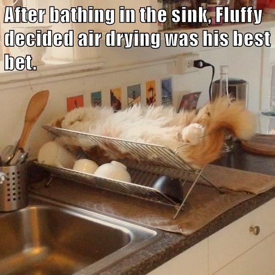 Air drying - Lolcats - lol | cat memes | funny cats | funny cat ...