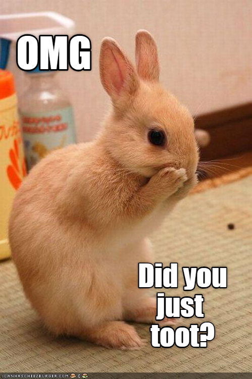 OMG did you just toot? - Animal Comedy - Animal Comedy, funny animals ...