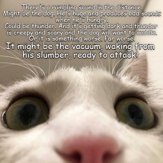 But I'm not afraid! - Lolcats - lol | cat memes | funny cats | funny ...