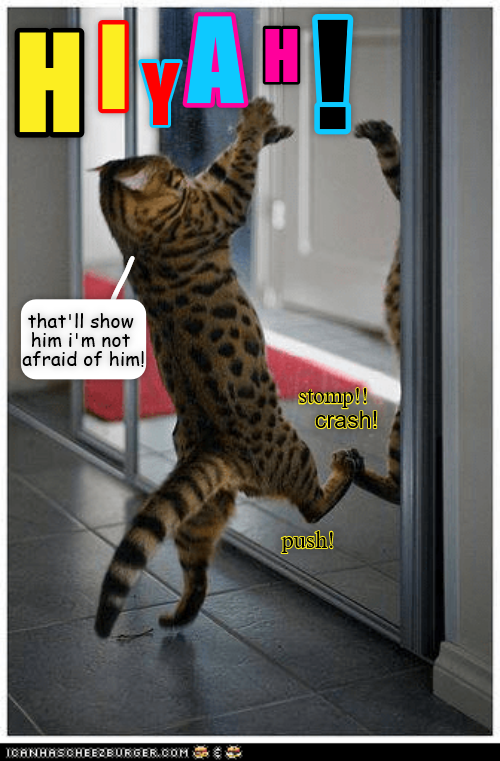 HIYAH!! - Lolcats - lol | cat memes | funny cats | funny cat pictures ...